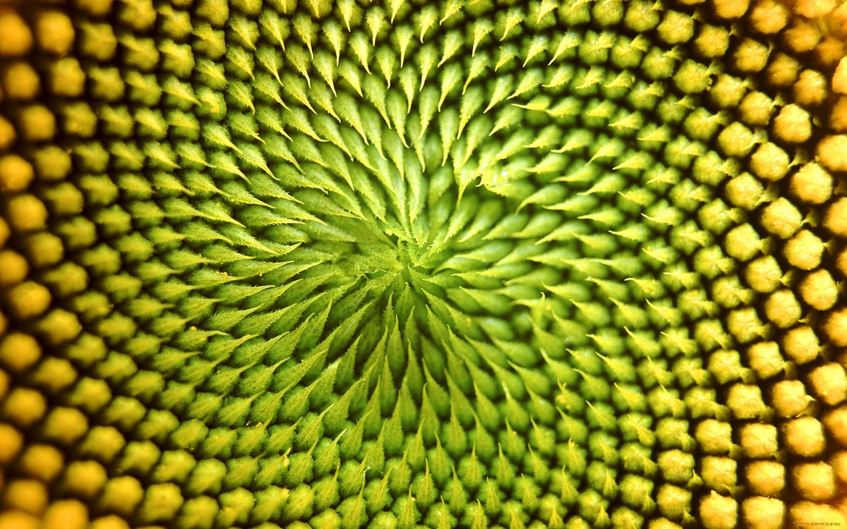 Math in Nature: Fascinating Patterns and Numbers | TTS Vibes